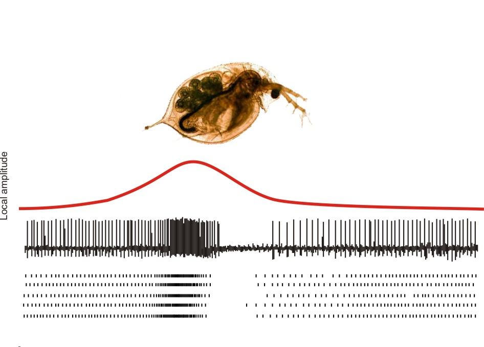 Electroreception - Universität Bielefeld