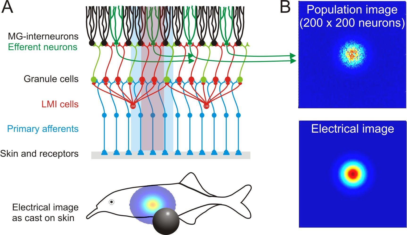 Electroreception - Universität Bielefeld
